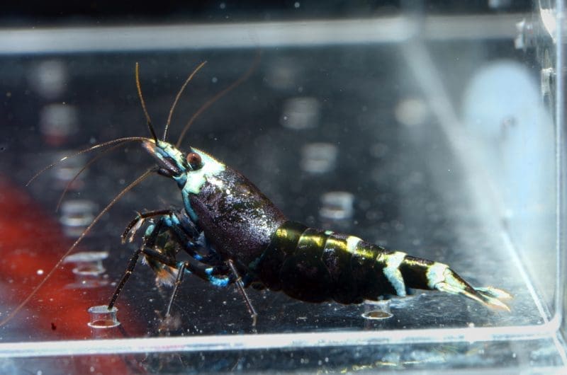 Purple Metallic – Advanced Nanashi Garnele – Caridina – Low-Mid-High ...